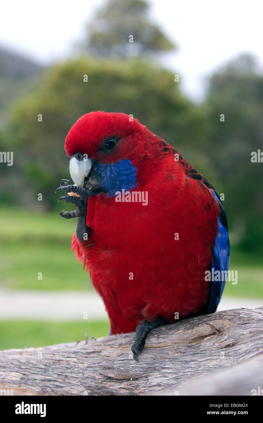 Pennants parakeet hi-res stock photography and images - Alamy