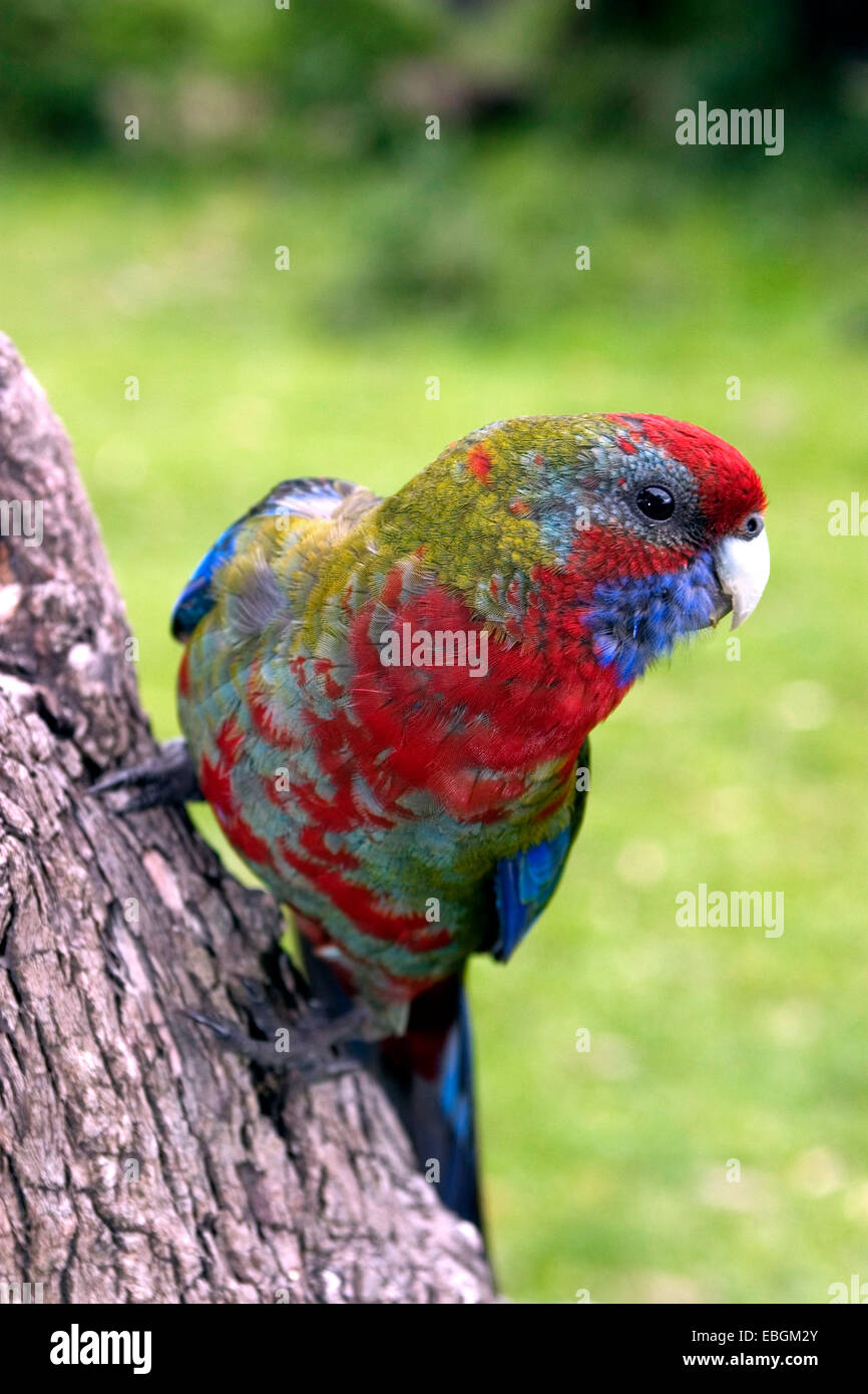 Crimson rosella, Pennant's Rosella (Platycercus elegans), at trunk ...