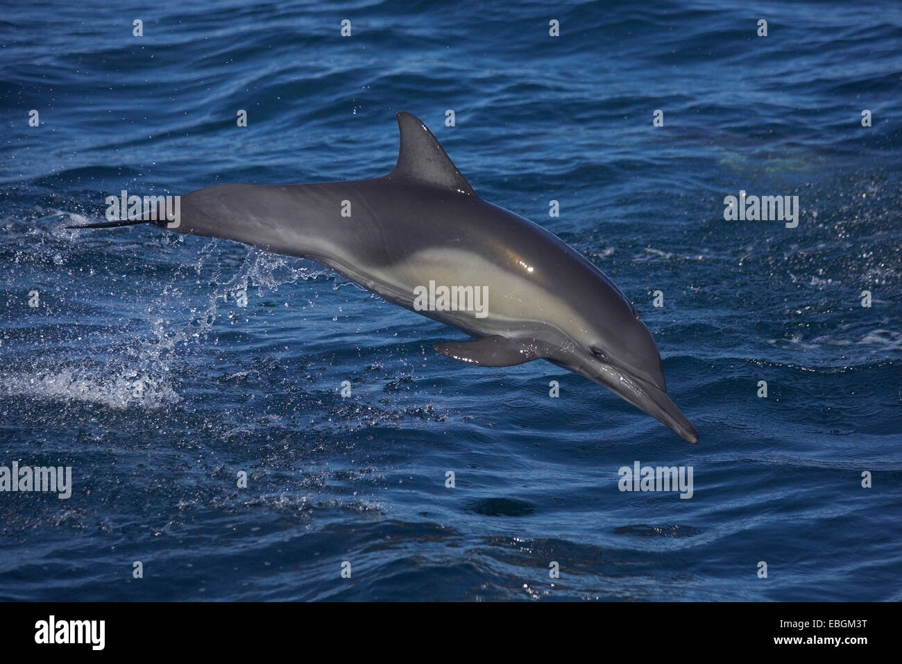 White beaked dolphins hi-res stock photography and images - Alamy