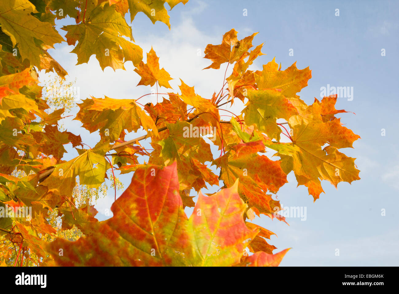 Blue fade to orange hi-res stock photography and images - Alamy