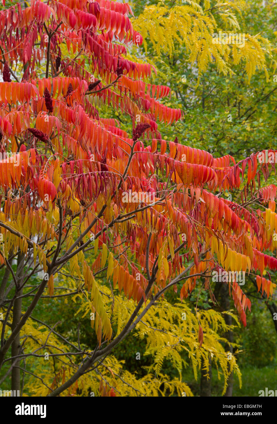 Beautiful colorful autumn trees Stock Photo - Alamy