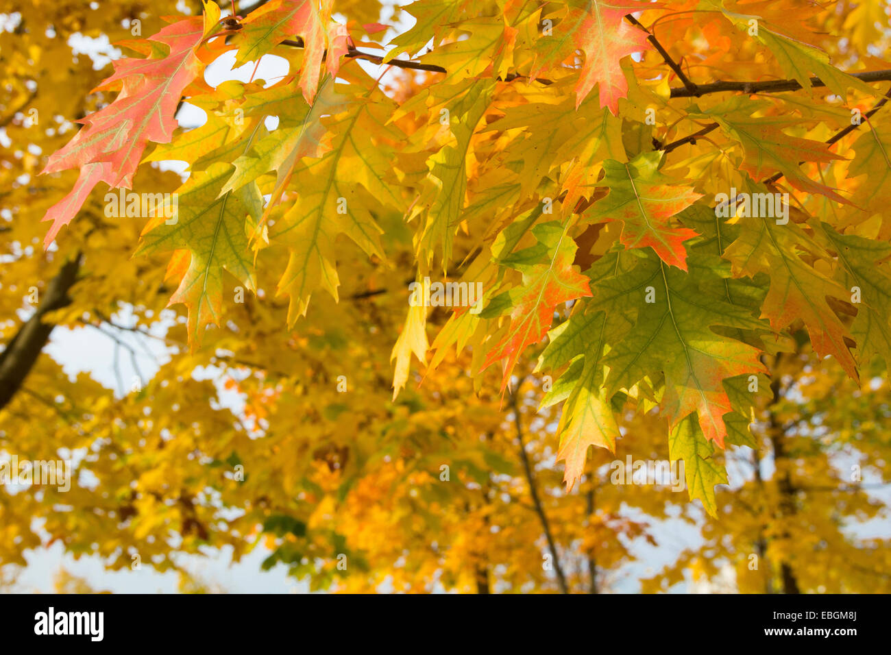 Yellow autumn leaves Stock Photo - Alamy