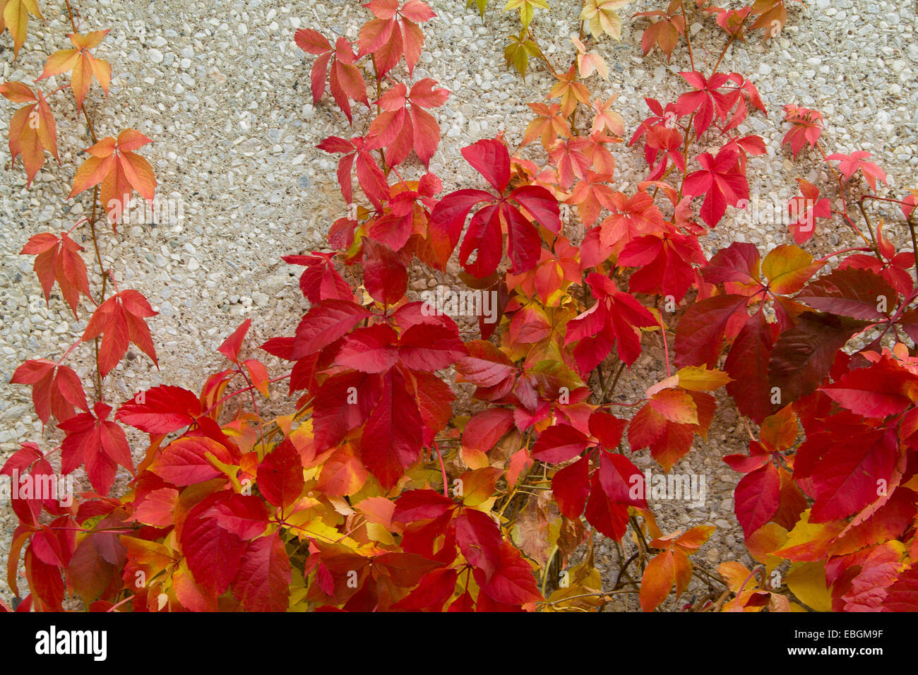 Creeper on house hi-res stock photography and images - Alamy