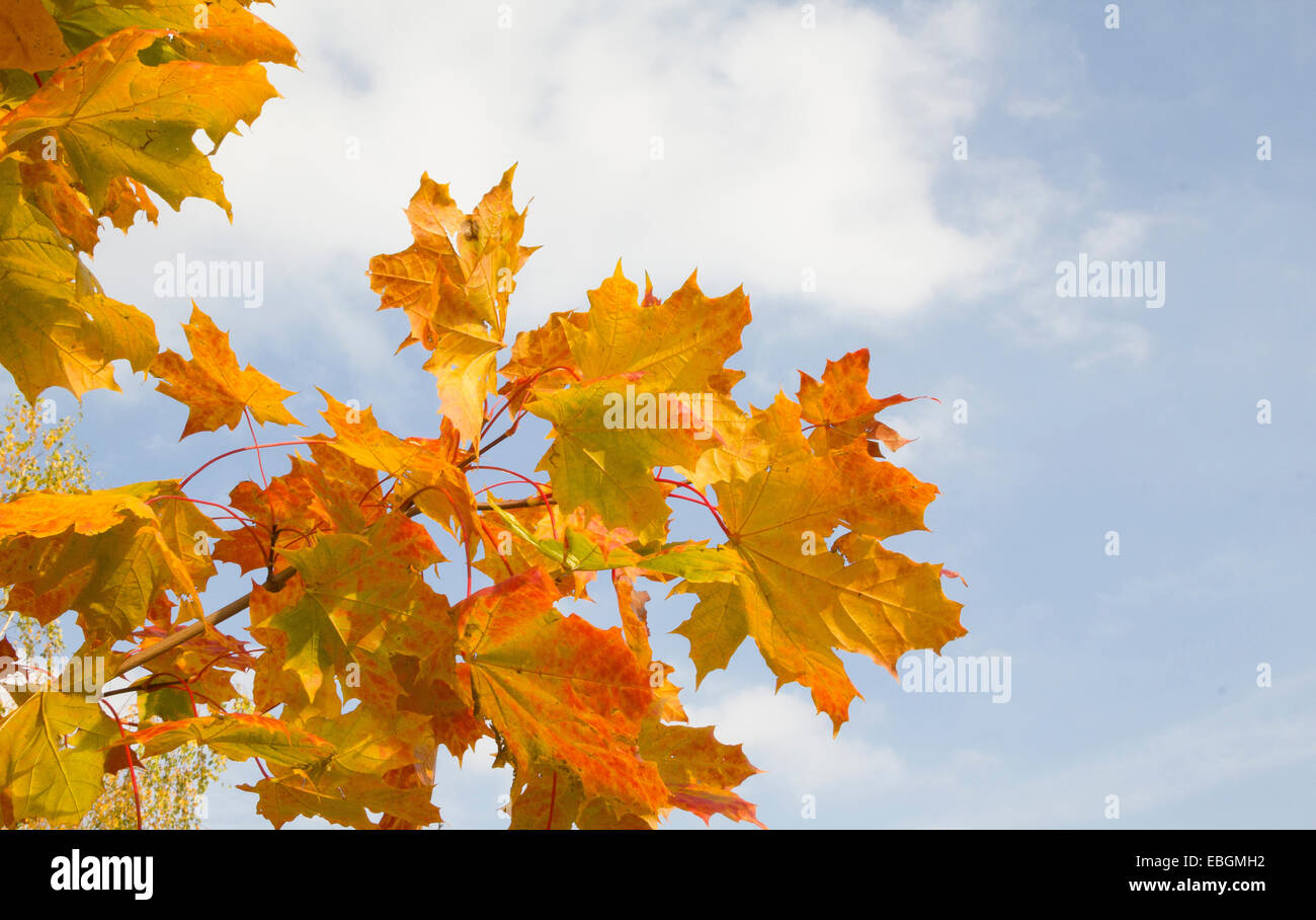 Orange autumn leaves on blue sky background Stock Photo - Alamy