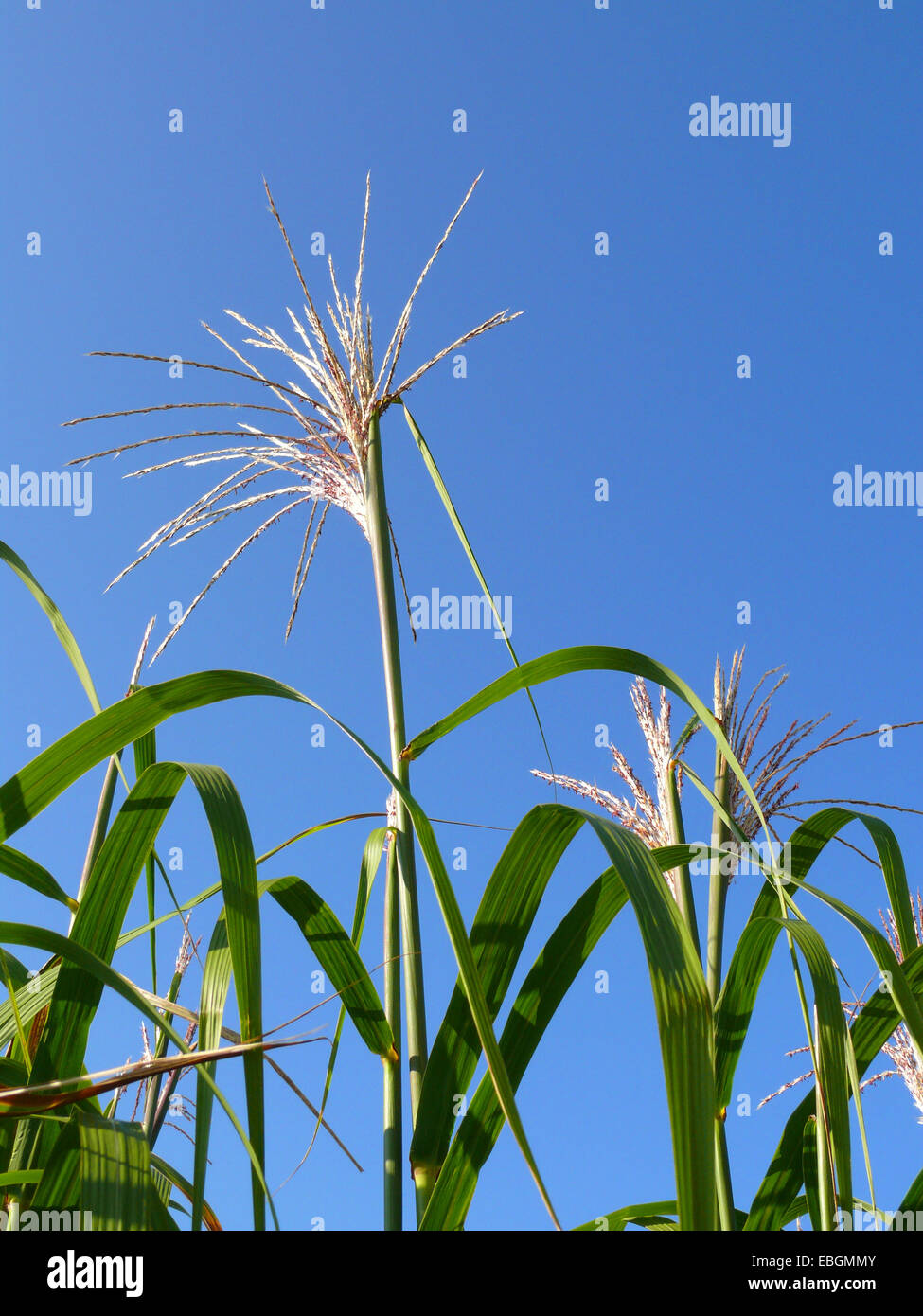 Chinese silver grass, Zebra grass, Tiger grass (Miscanthus sinensis ...