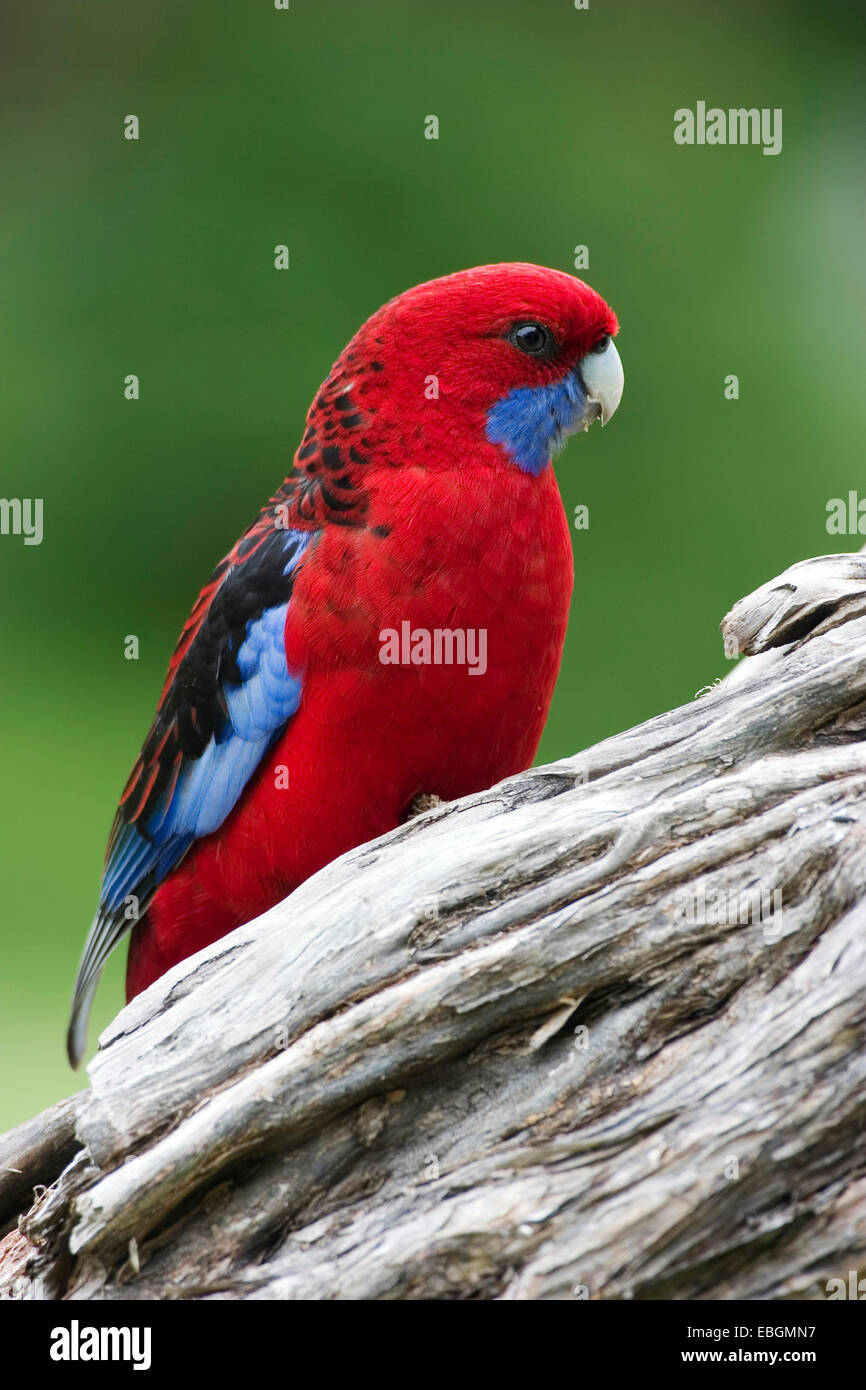 Pennants parakeet hi-res stock photography and images - Alamy