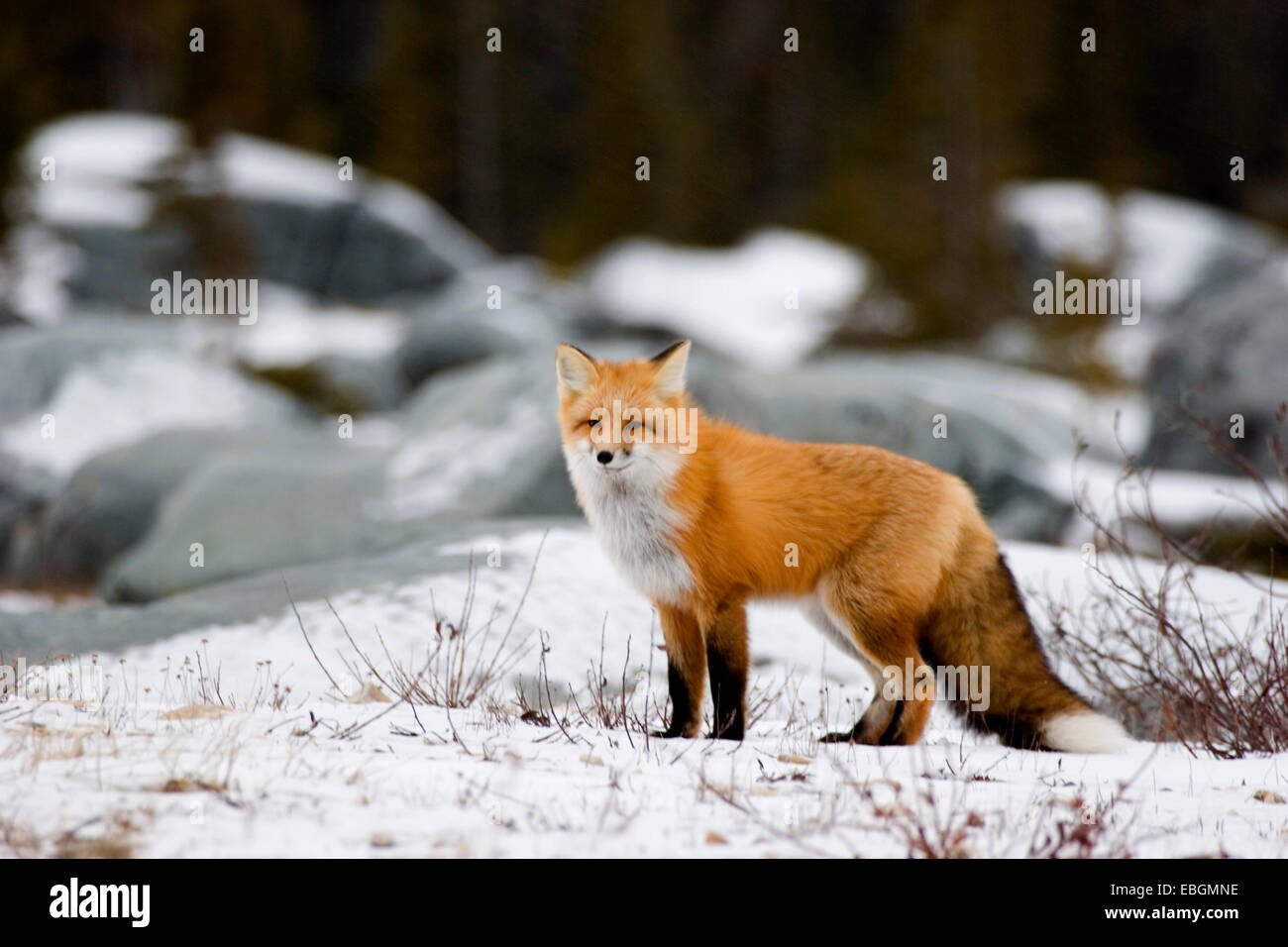 red fox (Vulpes vulpes), in snowy landscape, Canada, Manitoba Stock ...