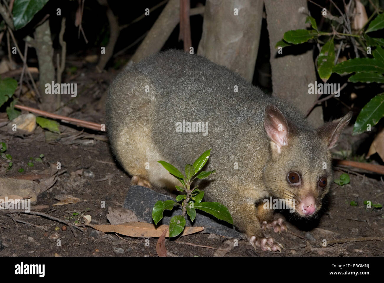 common brush-tailed possum (Trichosurus vulpecula), in habitat ...
