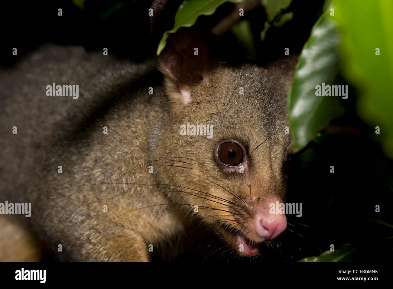 common brush-tailed possum (Trichosurus vulpecula), portrait, Australia ...