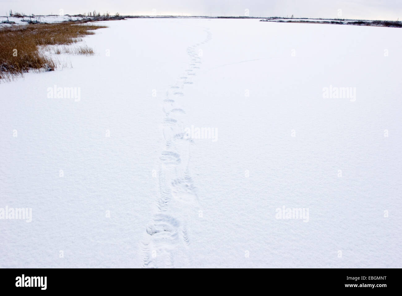 polar bear (Ursus maritimus), foot marks in snow, Canada, Manitoba ...