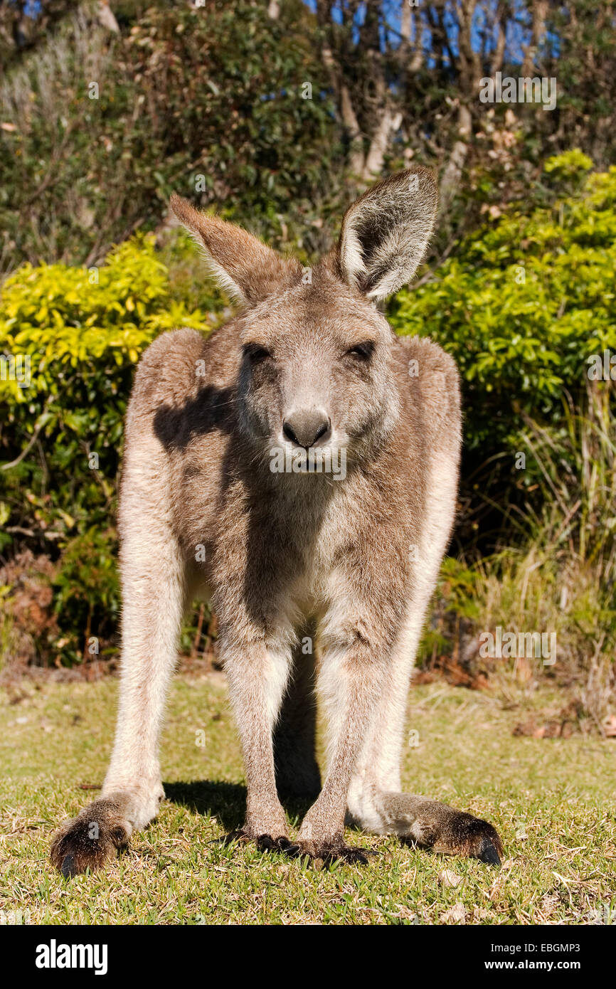 Close up front view kangaroo hi-res stock photography and images - Alamy