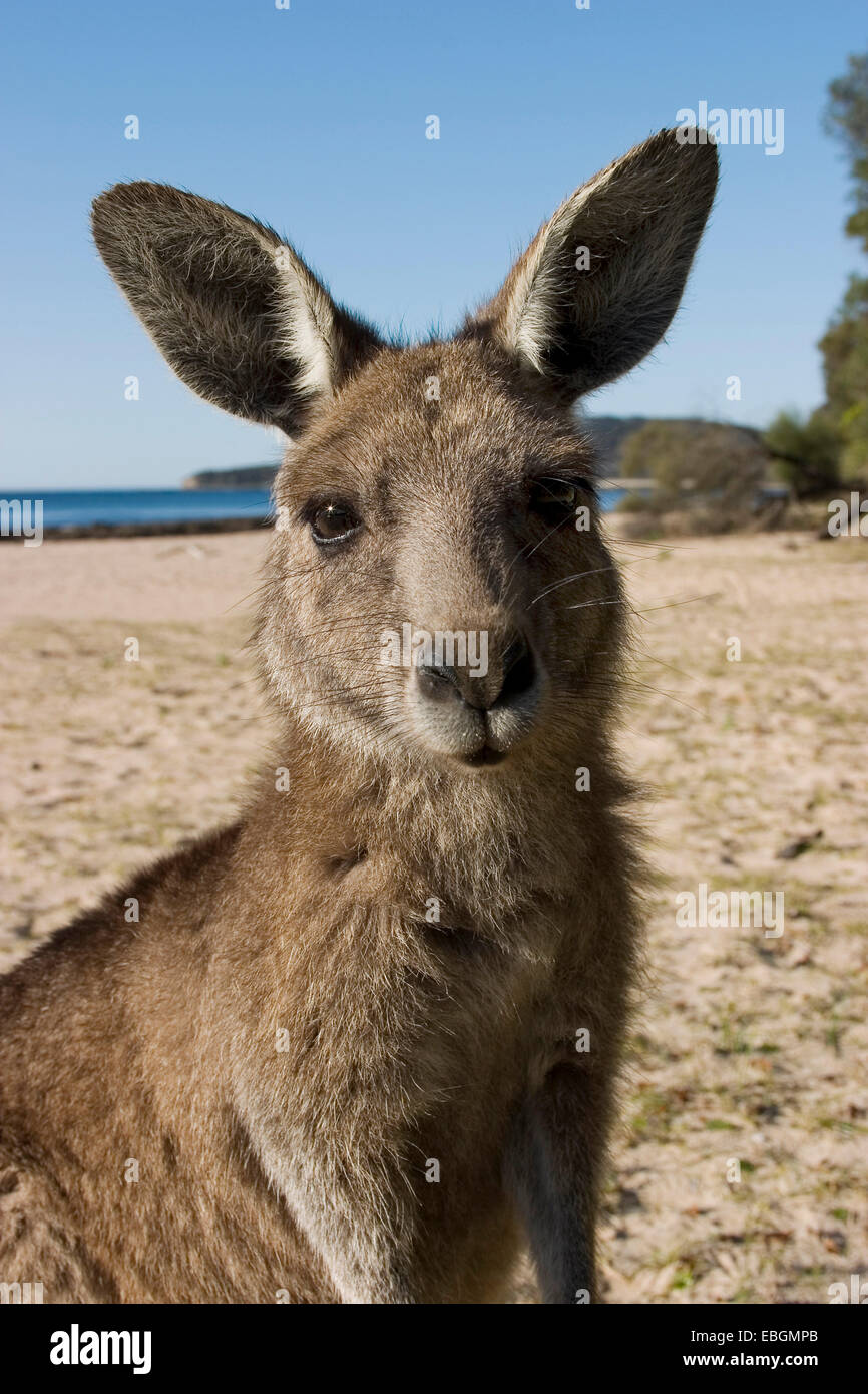 eastern gray kangaroo (Macropus giganteus), portrait on the beach ...