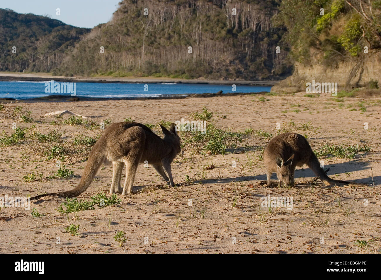 eastern gray kangaroo (Macropus giganteus), two individuals in habitat ...