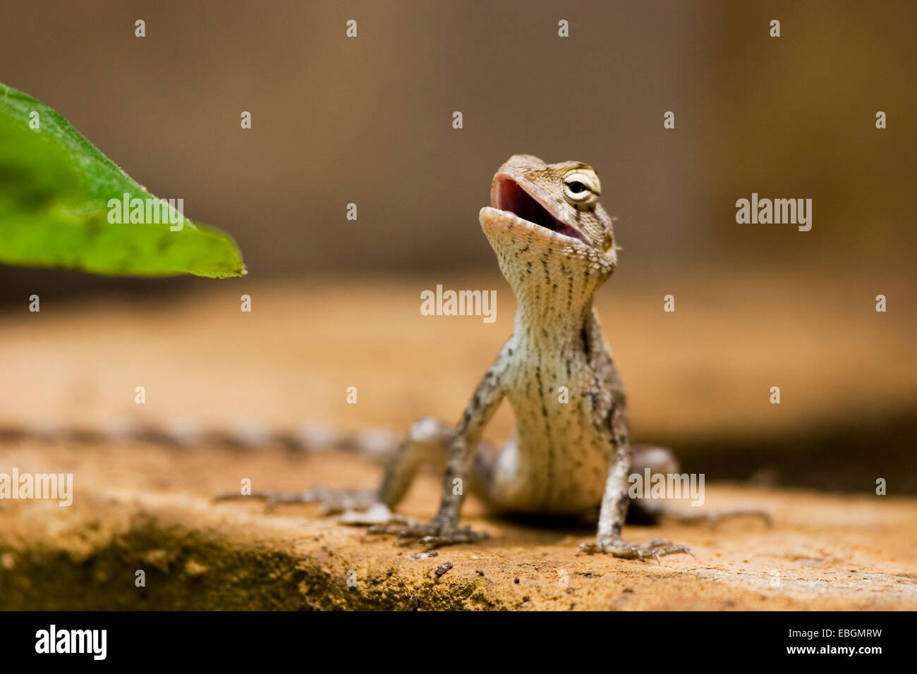 South indian common lizard hi-res stock photography and images - Alamy