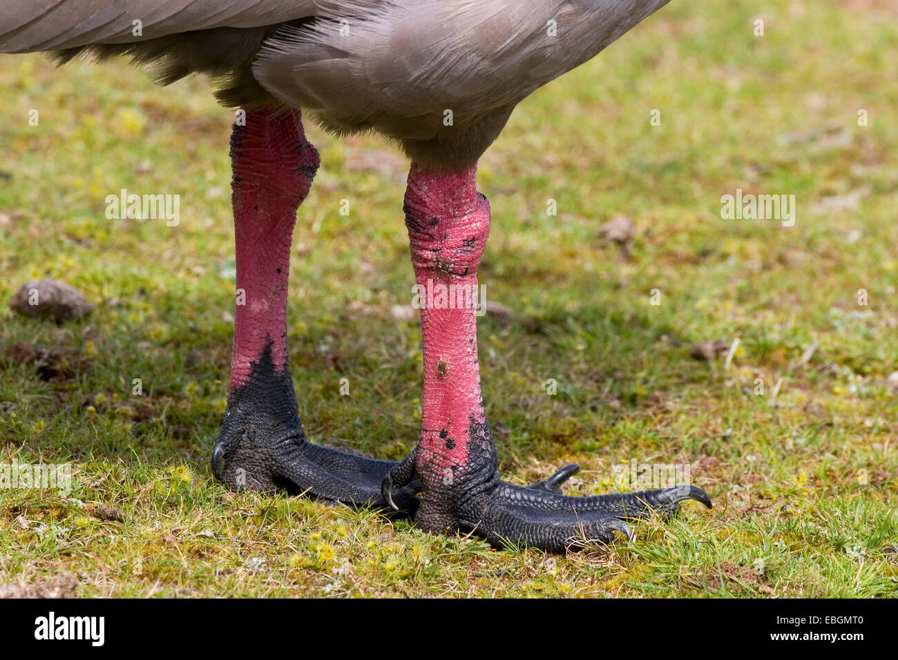 cereopsis goose, Cape Barren goose (Cereopsis novaehollandiae), legs ...