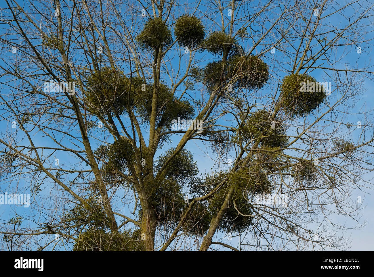mistletoe on tree, normandy, france Stock Photo - Alamy
