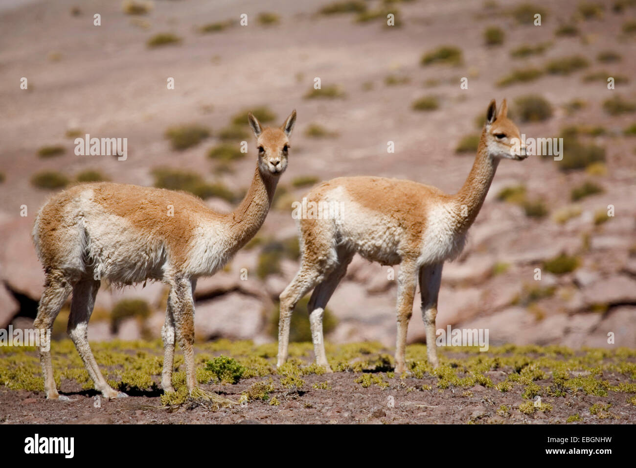 Vicugna in the atacama desert hi-res stock photography and images - Alamy
