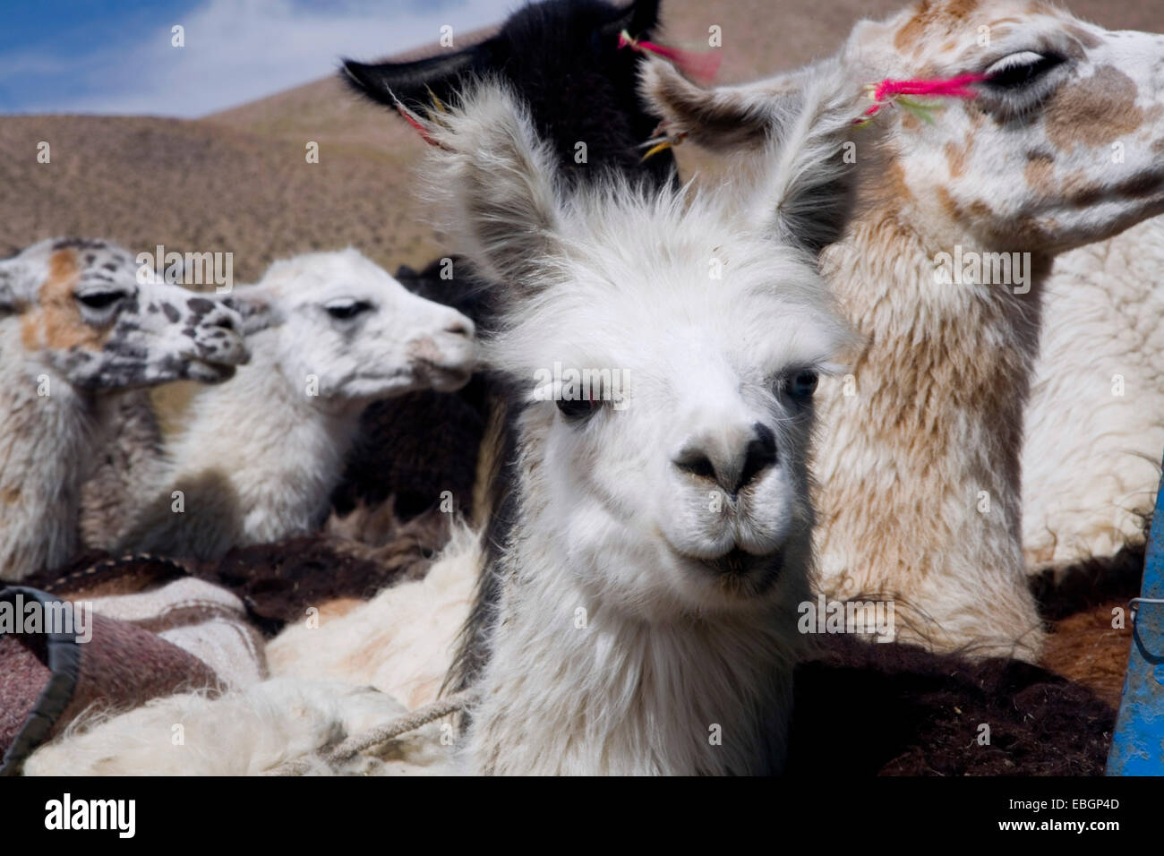 llama (Lama glama), llamas on load floor of a lorry, Chile Stock Photo ...
