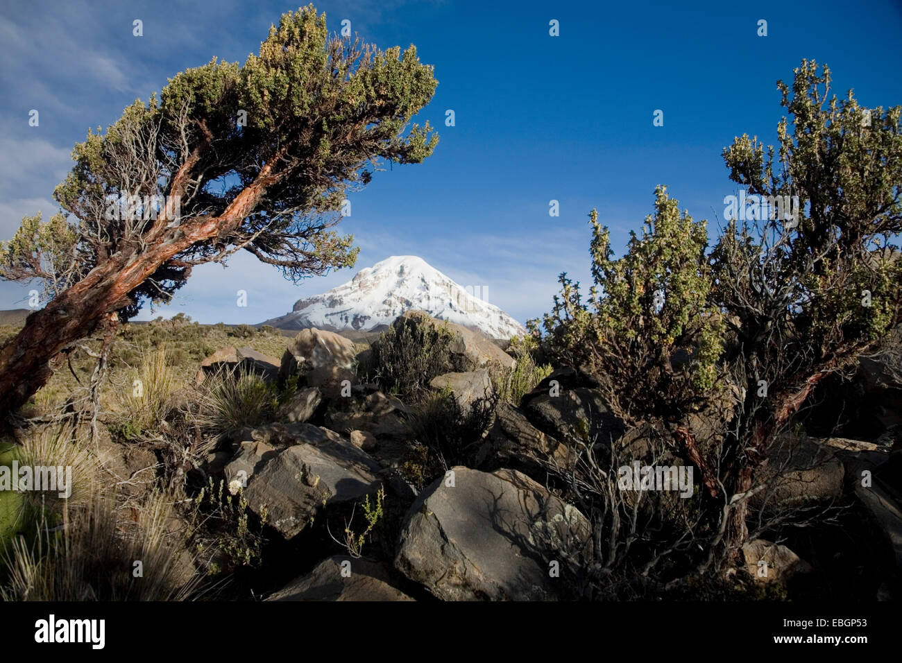 Polylepis (Polylepis spec.), Polylepis trees in front of volcano Sajama ...