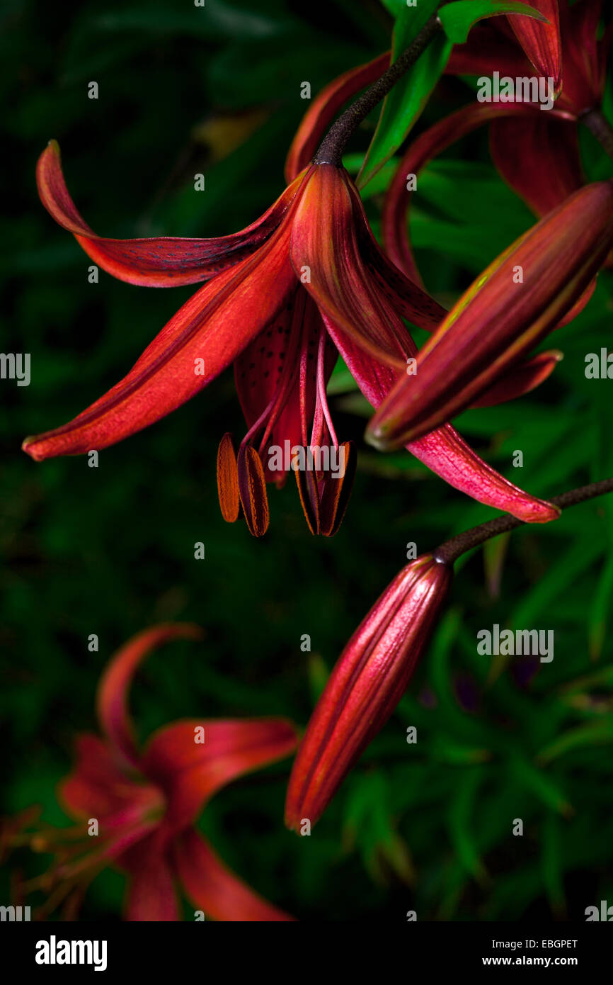 flower of red lily opened and closed Stock Photo - Alamy