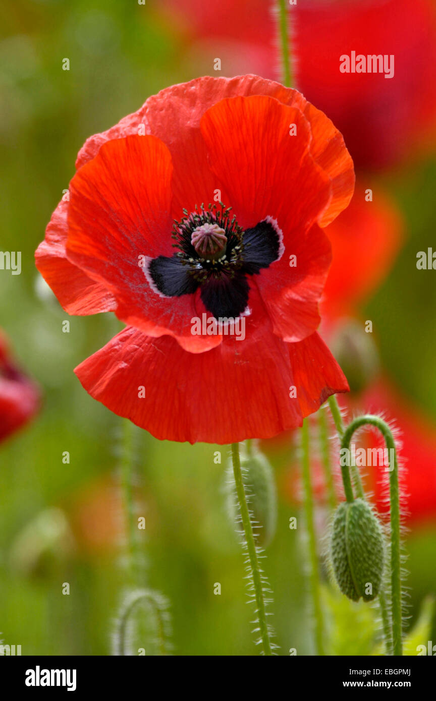 Holland poppy fields fields hi-res stock photography and images - Alamy