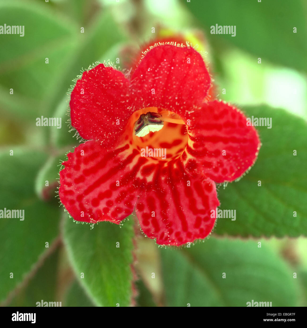 Kohleria hi-res stock photography and images - Alamy