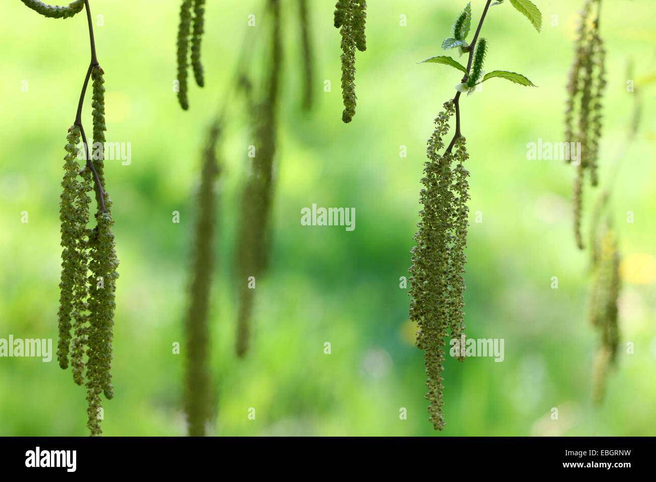 Hanging birch hi-res stock photography and images - Alamy