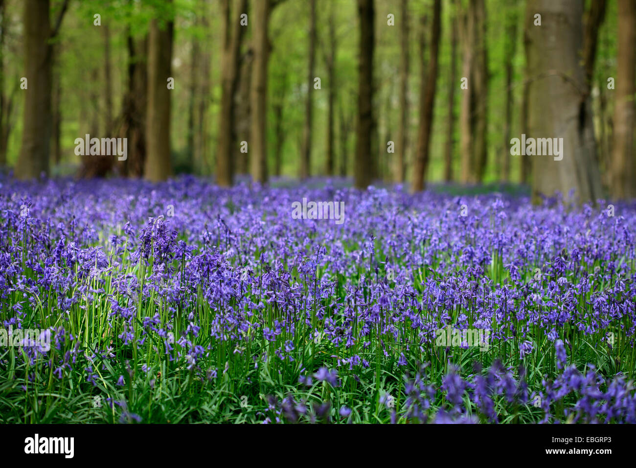 Spring bluebell woods Jane Ann Butler Photography JABP1377 Stock Photo ...