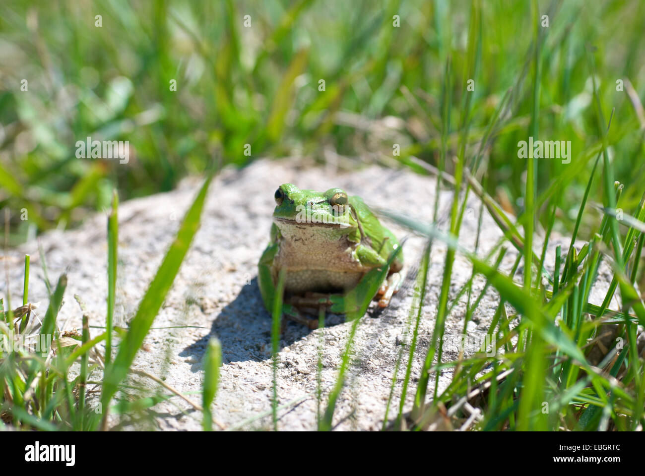 Green frog with grass background Stock Photo - Alamy