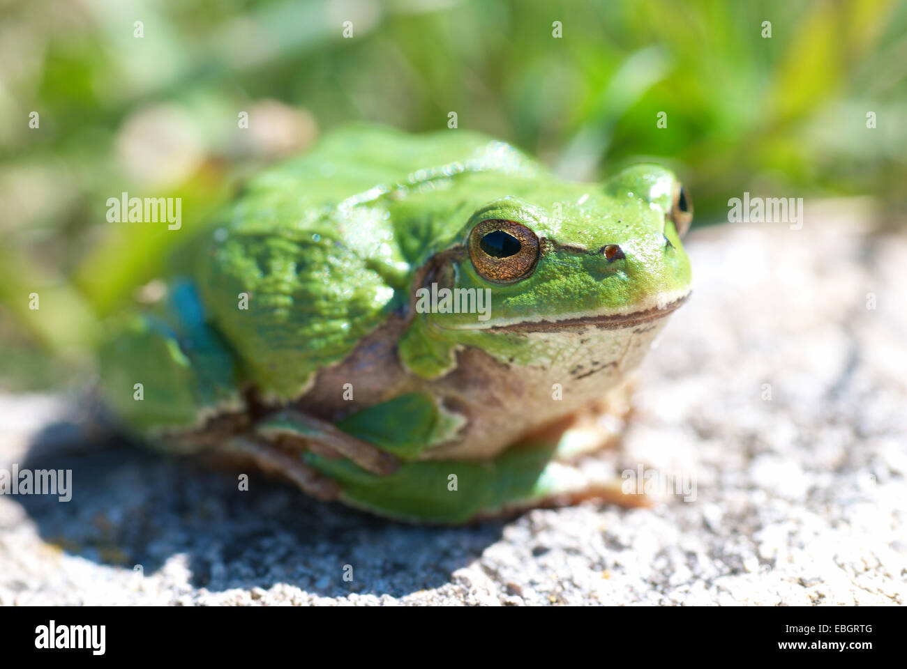 Green frog with grass background Stock Photo - Alamy