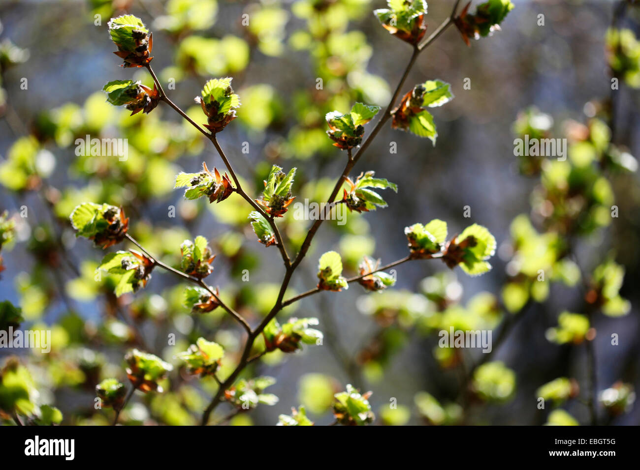 Beech tree in Spring sunshine - new life Jane Ann Butler Photography ...