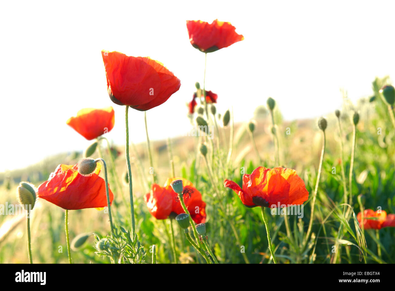 Beautiful red poppies isolated on white background Stock Photo - Alamy