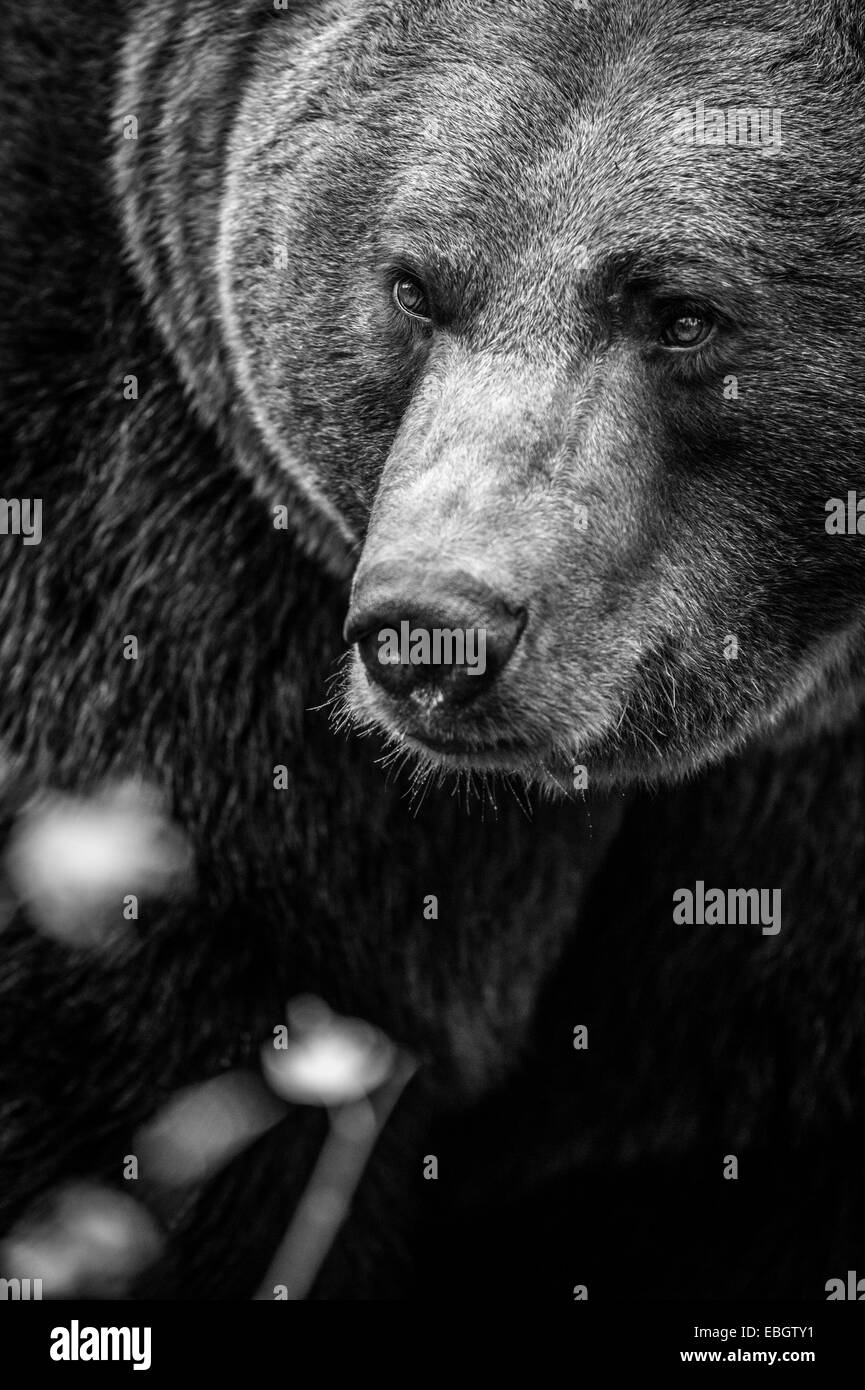 Muscular antelope Black and White Stock Photos & Images - Alamy