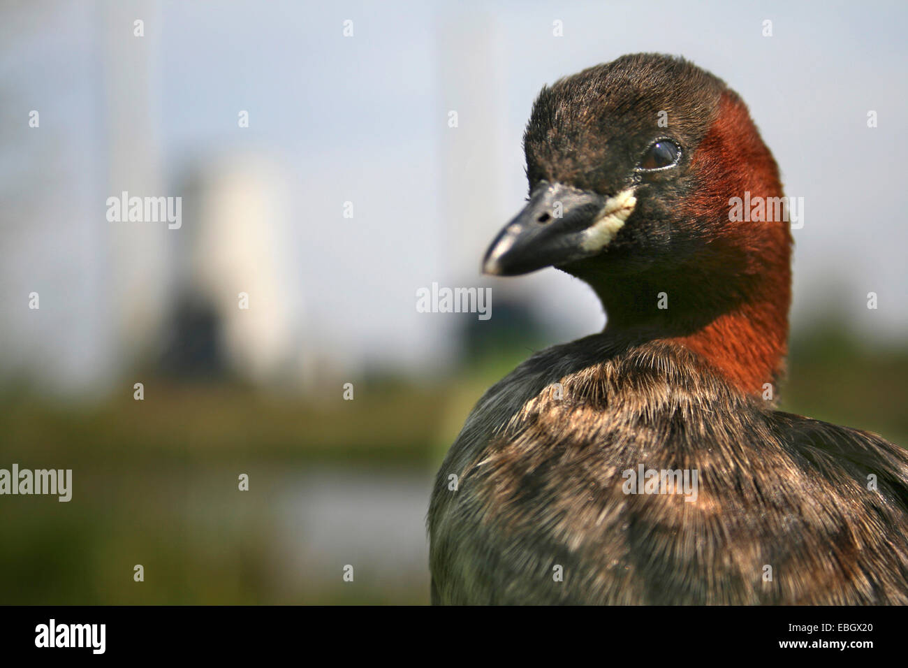 Little grebe portrait hi-res stock photography and images - Alamy