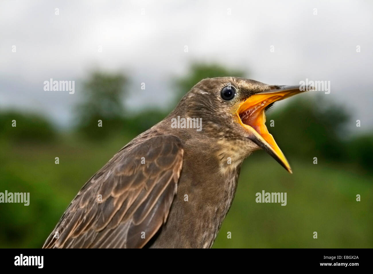 common starling (Sturnus vulgaris), portrait with open bill, Germany ...