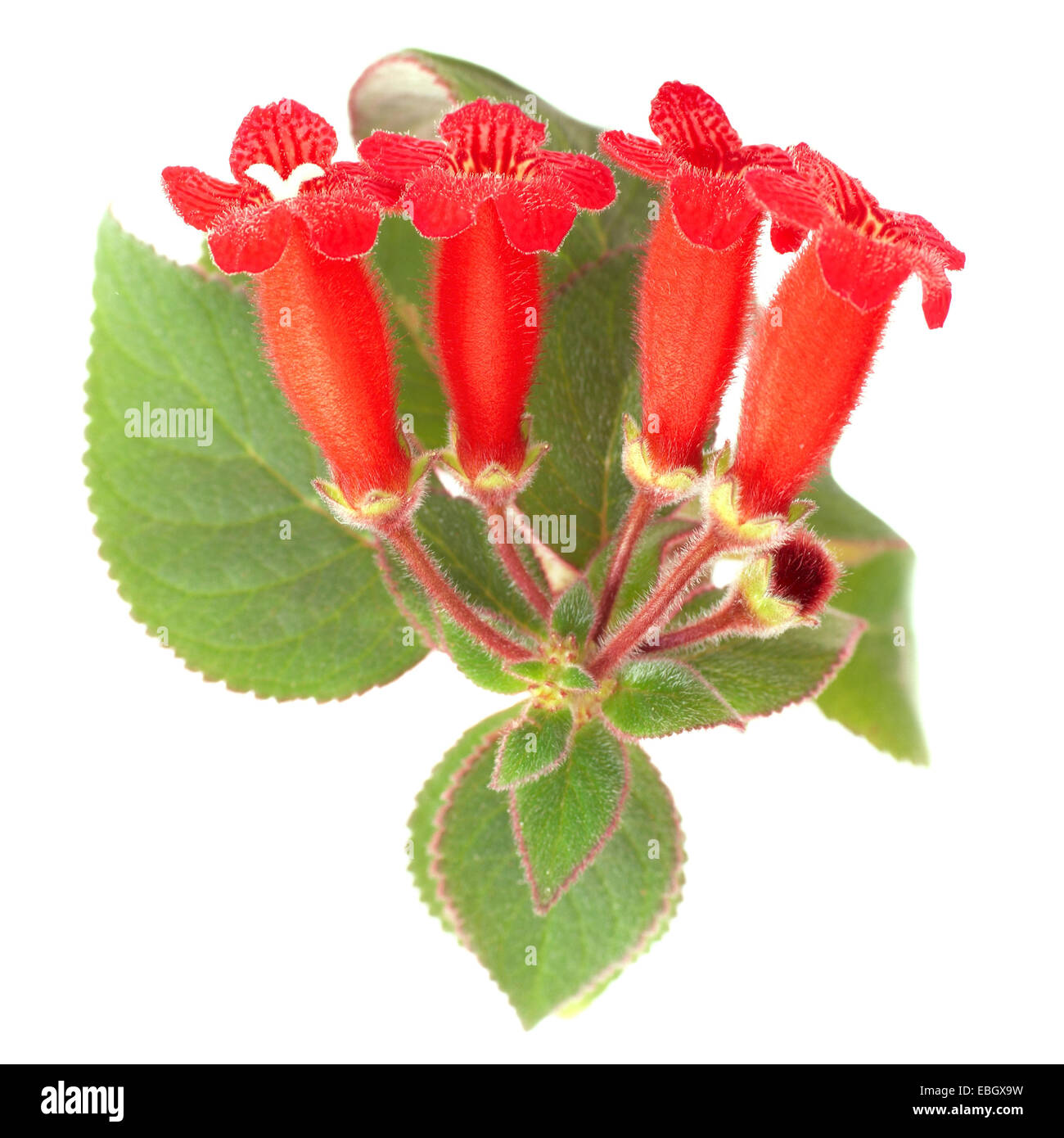 Kohleria hi-res stock photography and images - Alamy