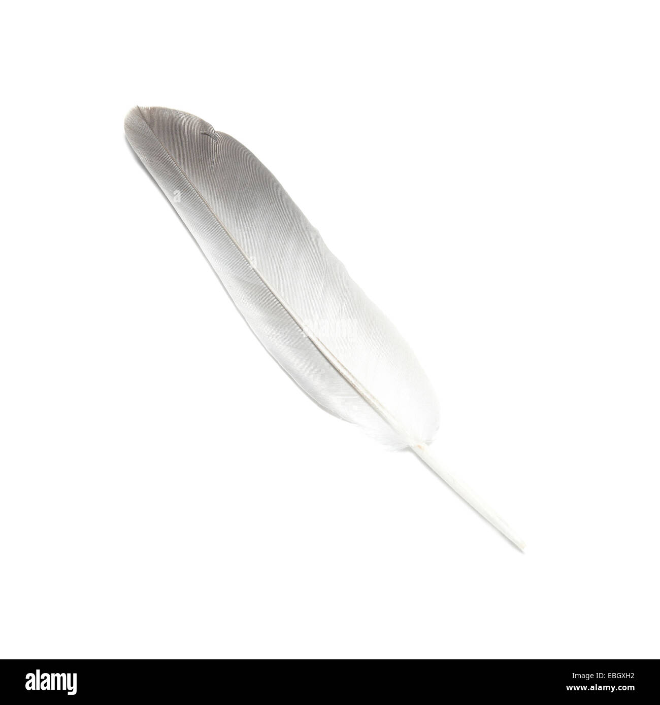 Bird's feather isolated on the white background Stock Photo - Alamy