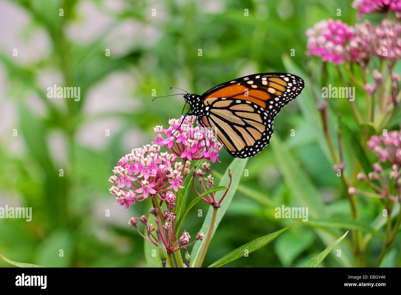 Swamp milkweed hi-res stock photography and images - Alamy