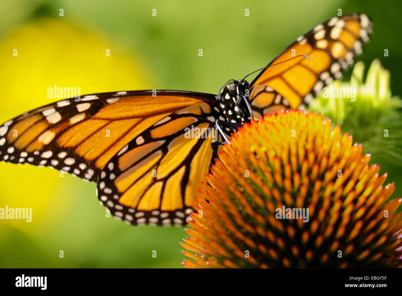 Monarch butterfly on purple coneflower Stock Photo - Alamy
