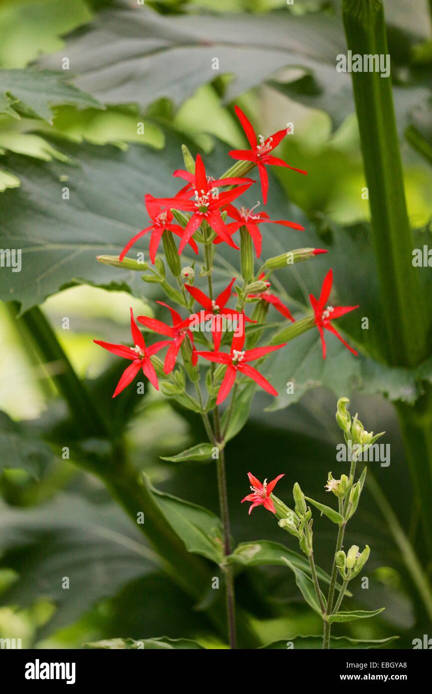 Royal catchfly hi-res stock photography and images - Alamy