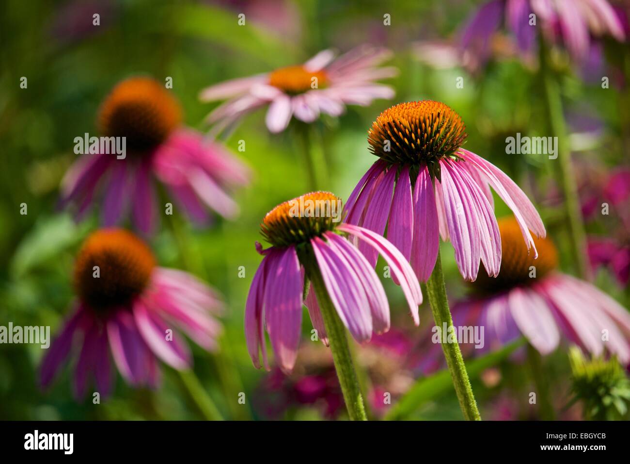 Coneflowers in garden hi-res stock photography and images - Alamy