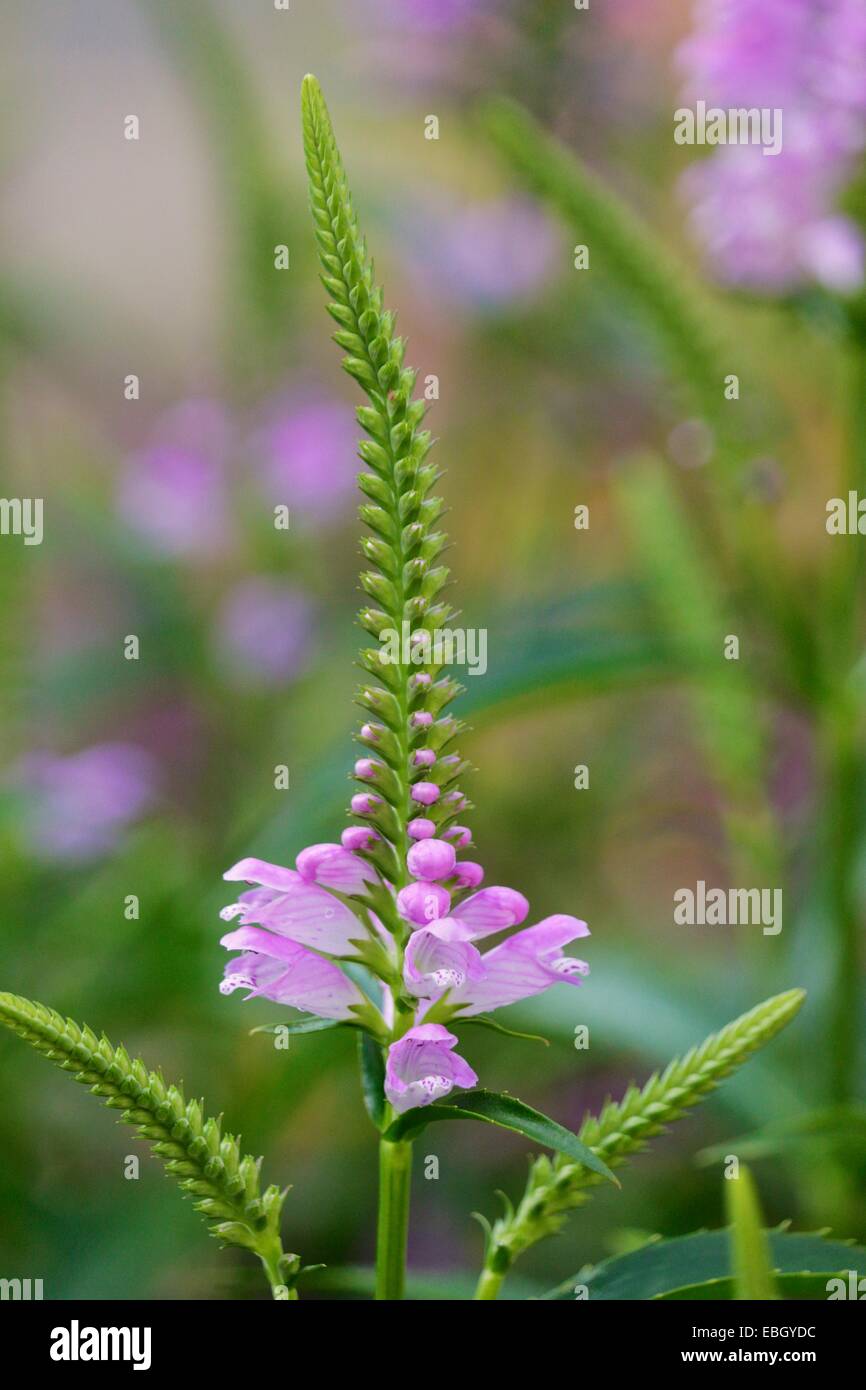 Obedient plant hi-res stock photography and images - Alamy