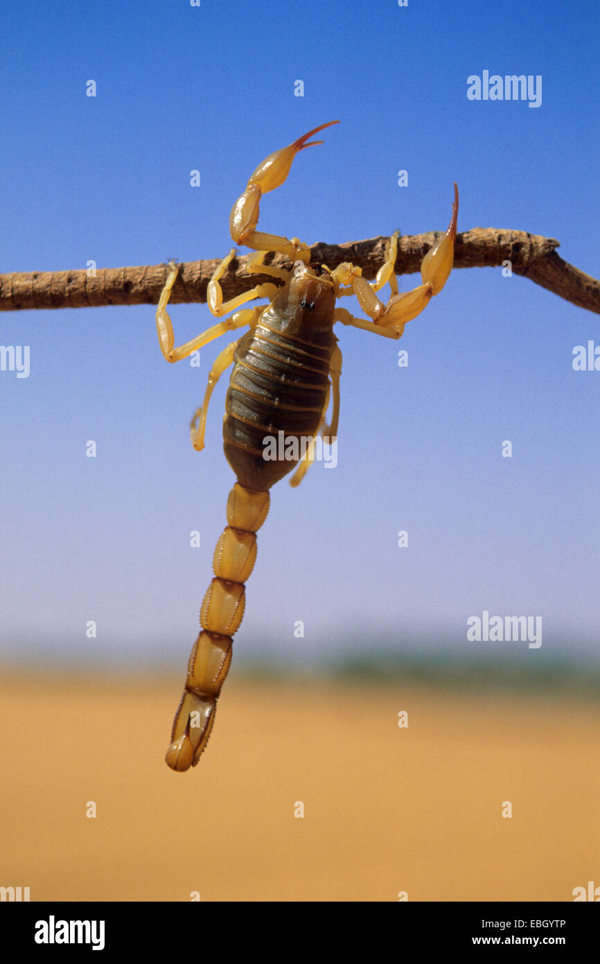 Scorpion hanging on a wooden stick hi-res stock photography and images ...