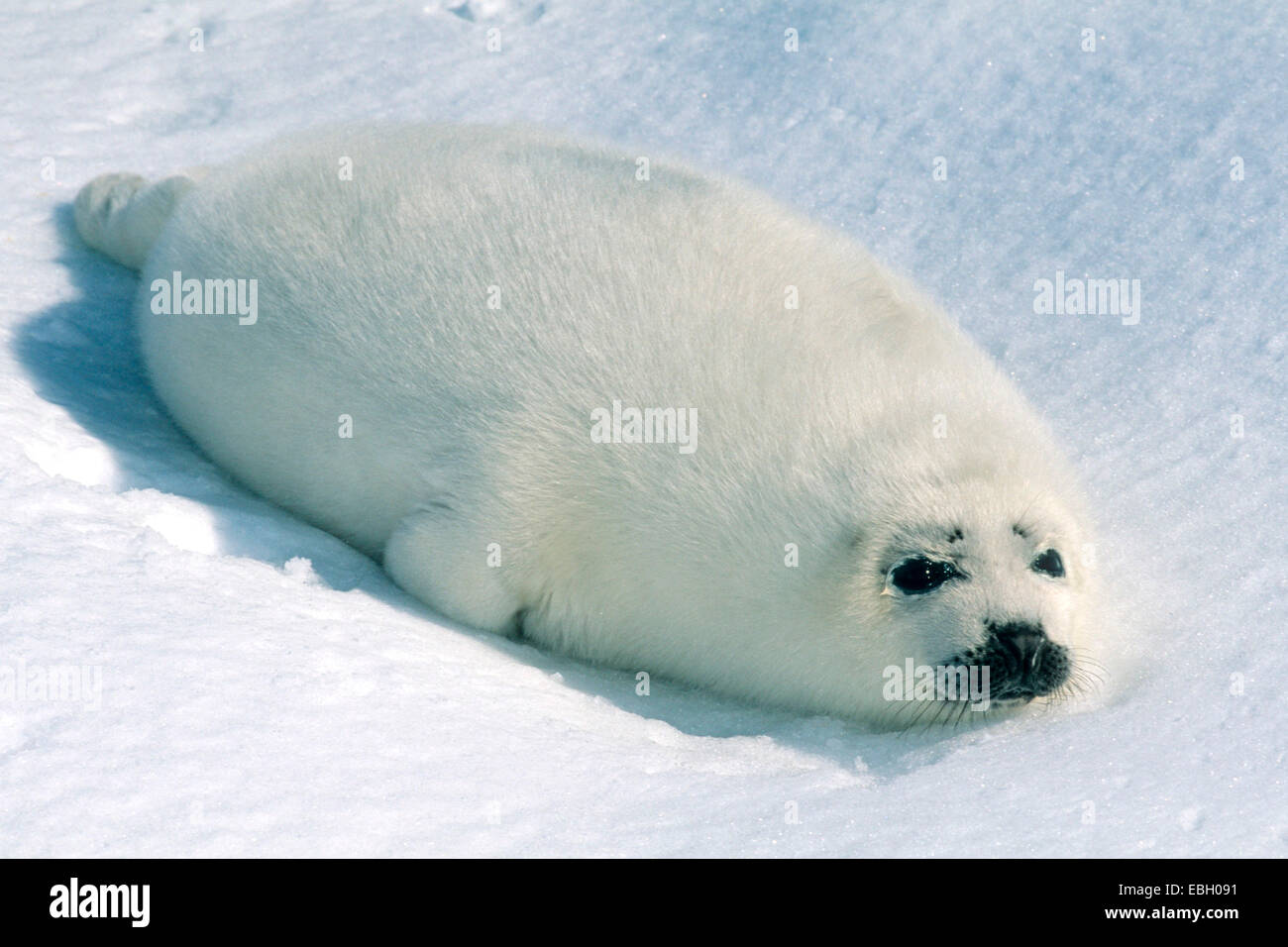 Juvenile harp seal phoca groenlandica hi-res stock photography and ...