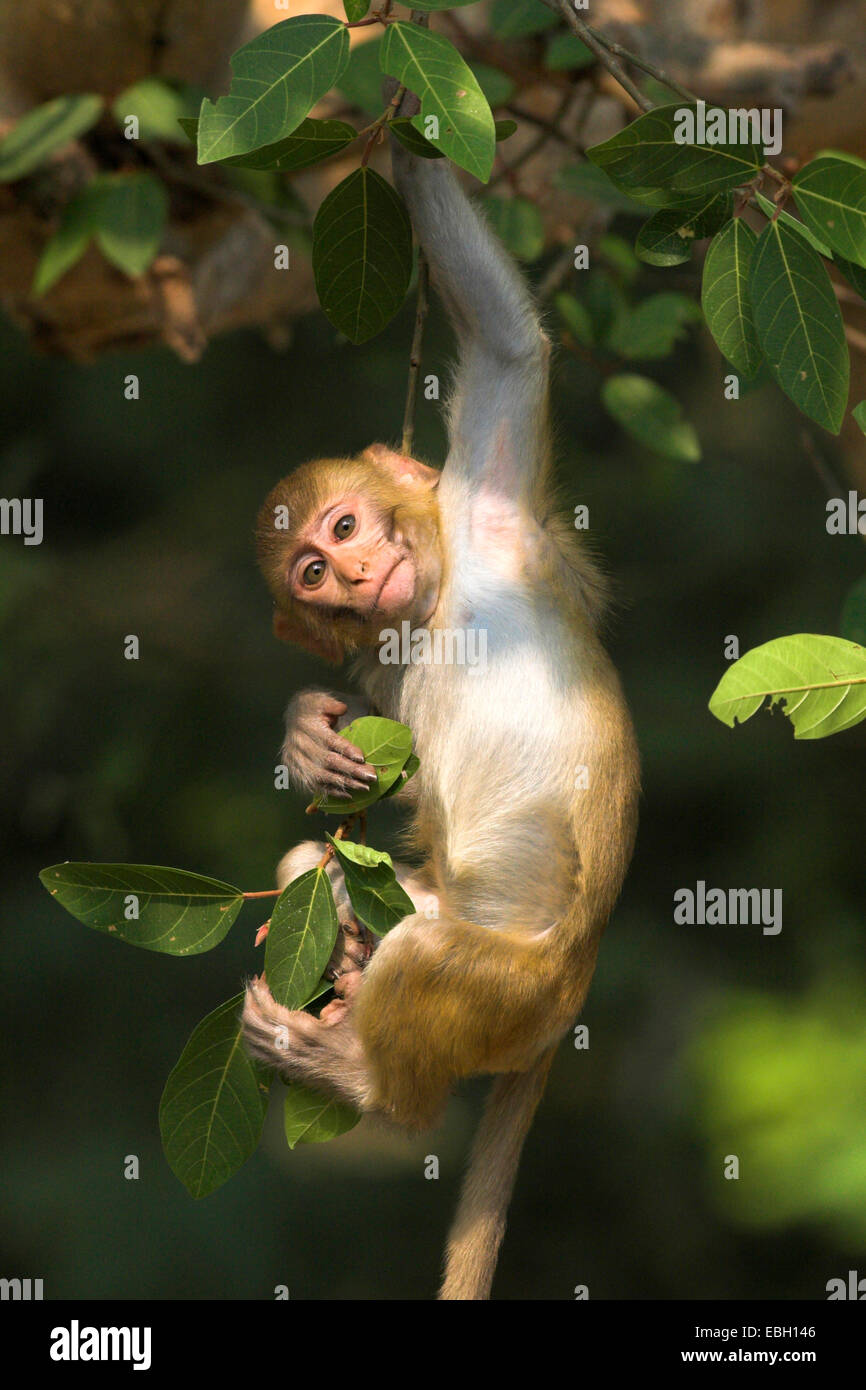 Climbing monkey hi-res stock photography and images - Alamy
