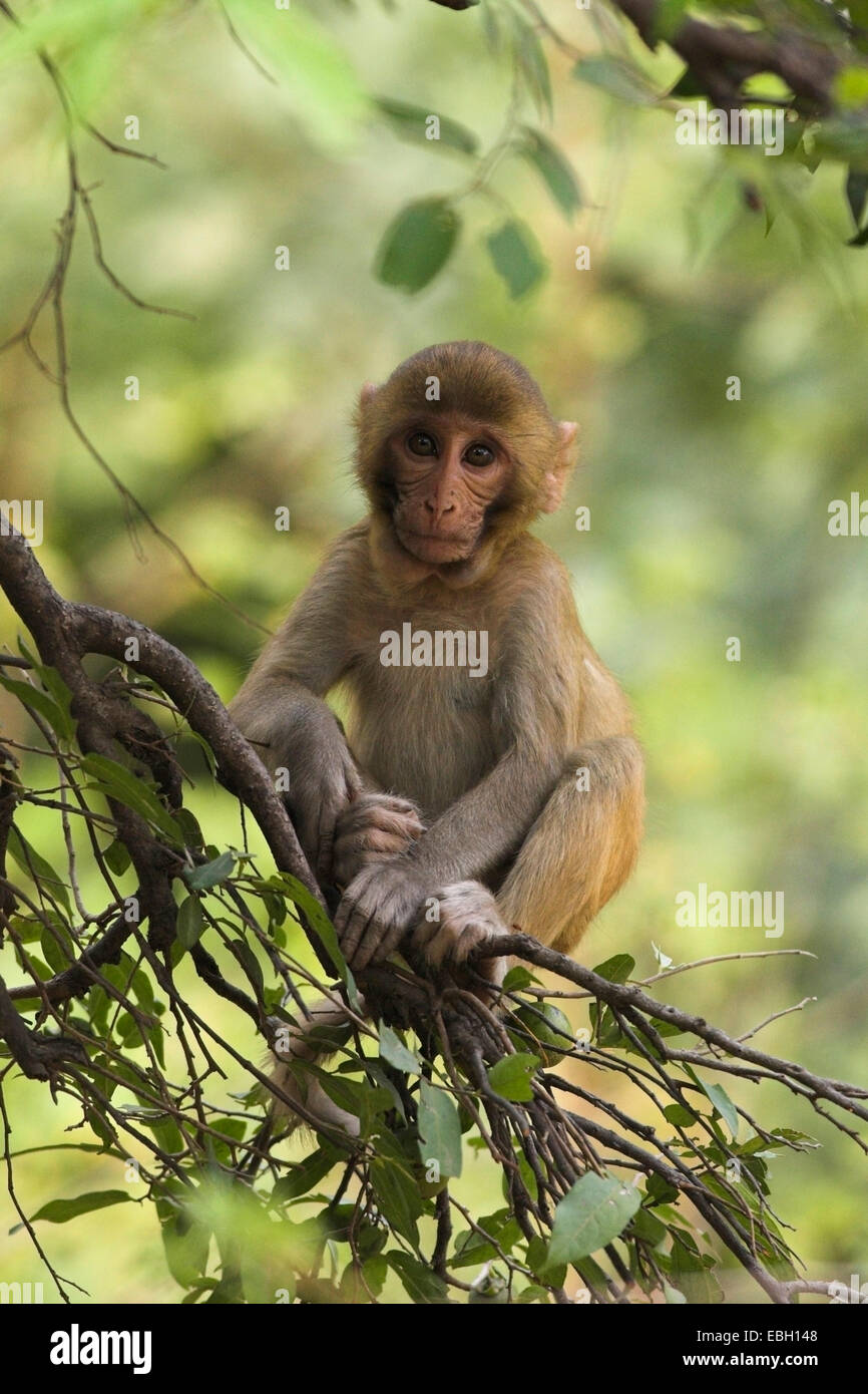 rhesus monkey, rhesus macacque (Macaca mulatta), portrait, sitting ... rhesus monkey, rhesus macacque (Macaca mulatta), portrait, sitting ...