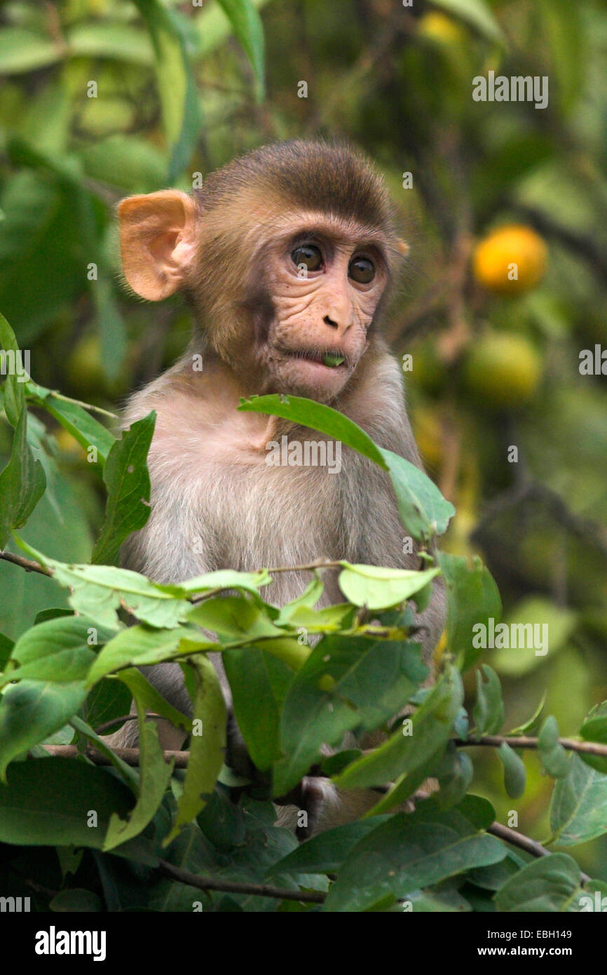 Old world monkey india hi-res stock photography and images - Alamy