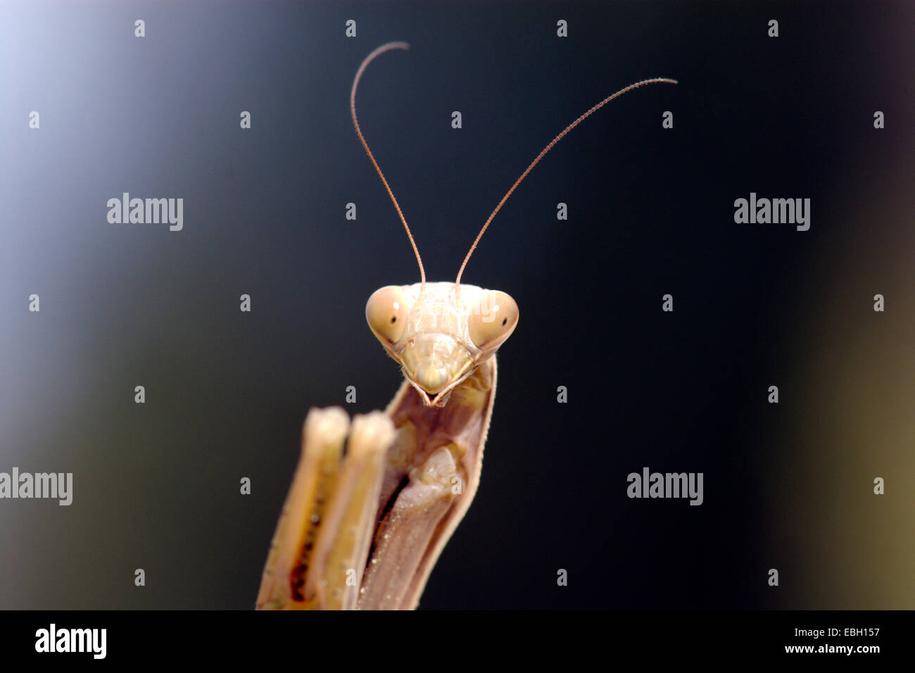 European preying mantis (Mantis religiosa), portrait, Italy Stock Photo ...