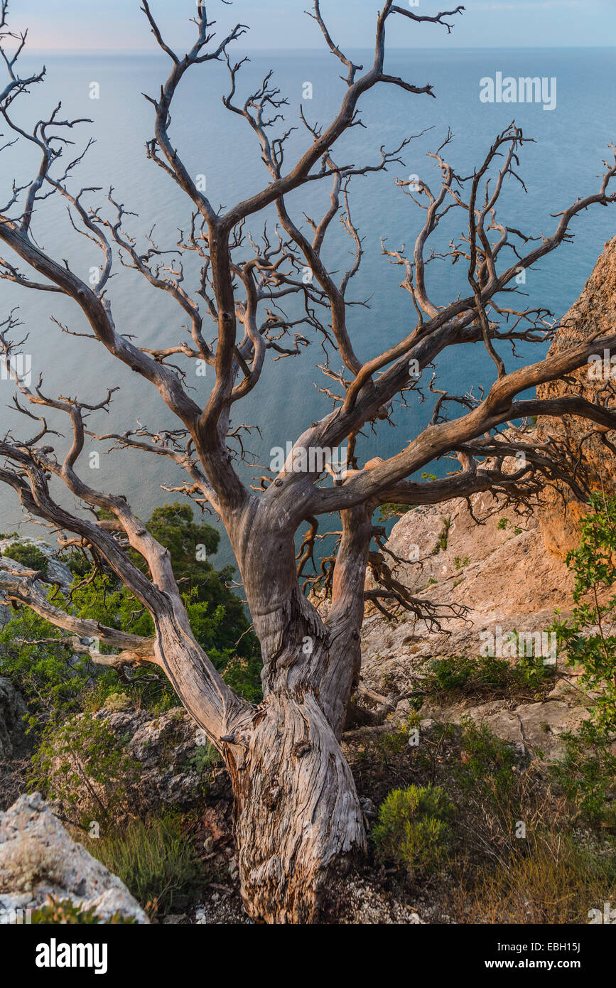 Old dry tree hi-res stock photography and images - Alamy