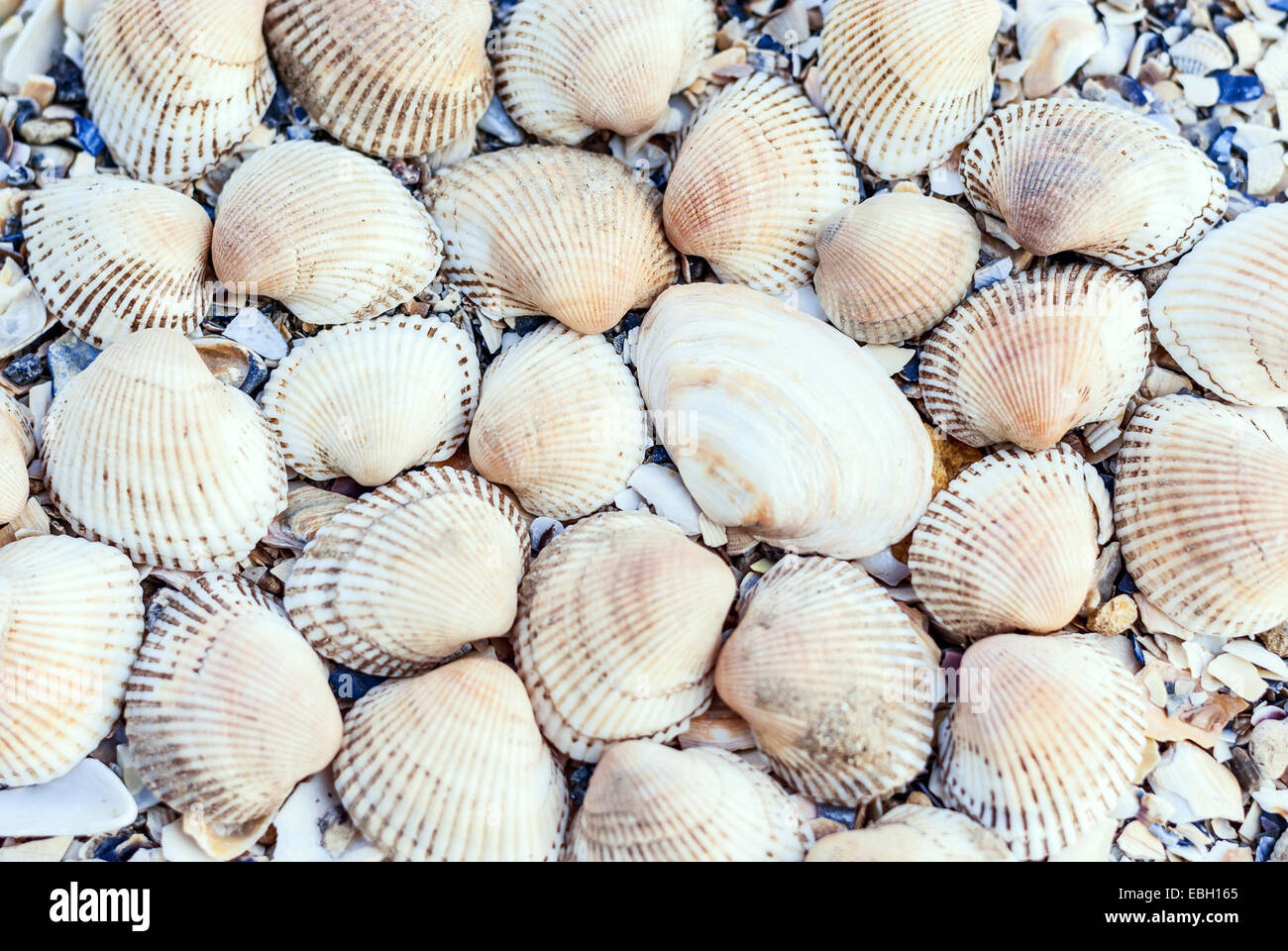 Group of seashells on a background of broken shells Stock Photo - Alamy